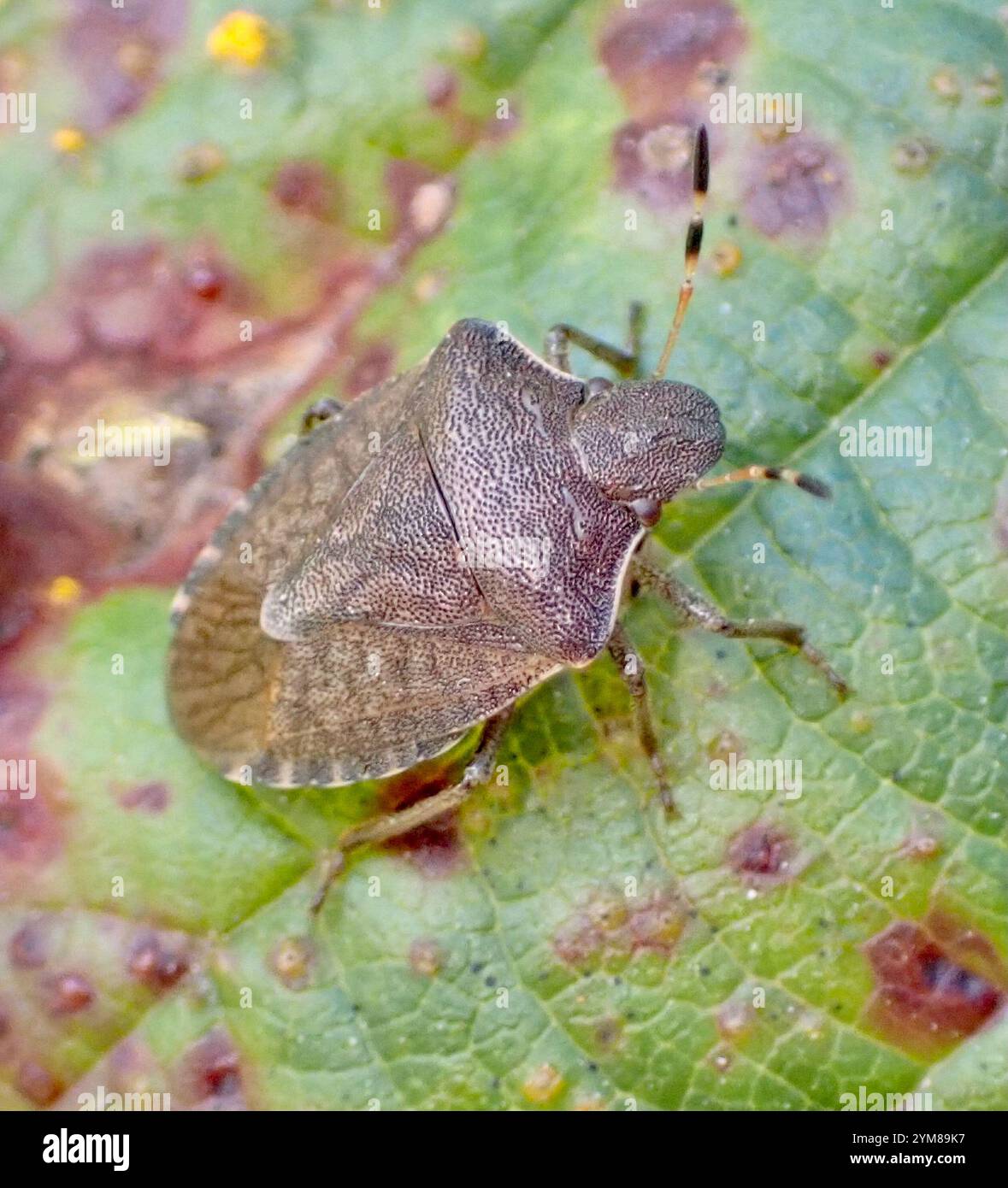 Peribalus strictus hi-res stock photography and images - Alamy