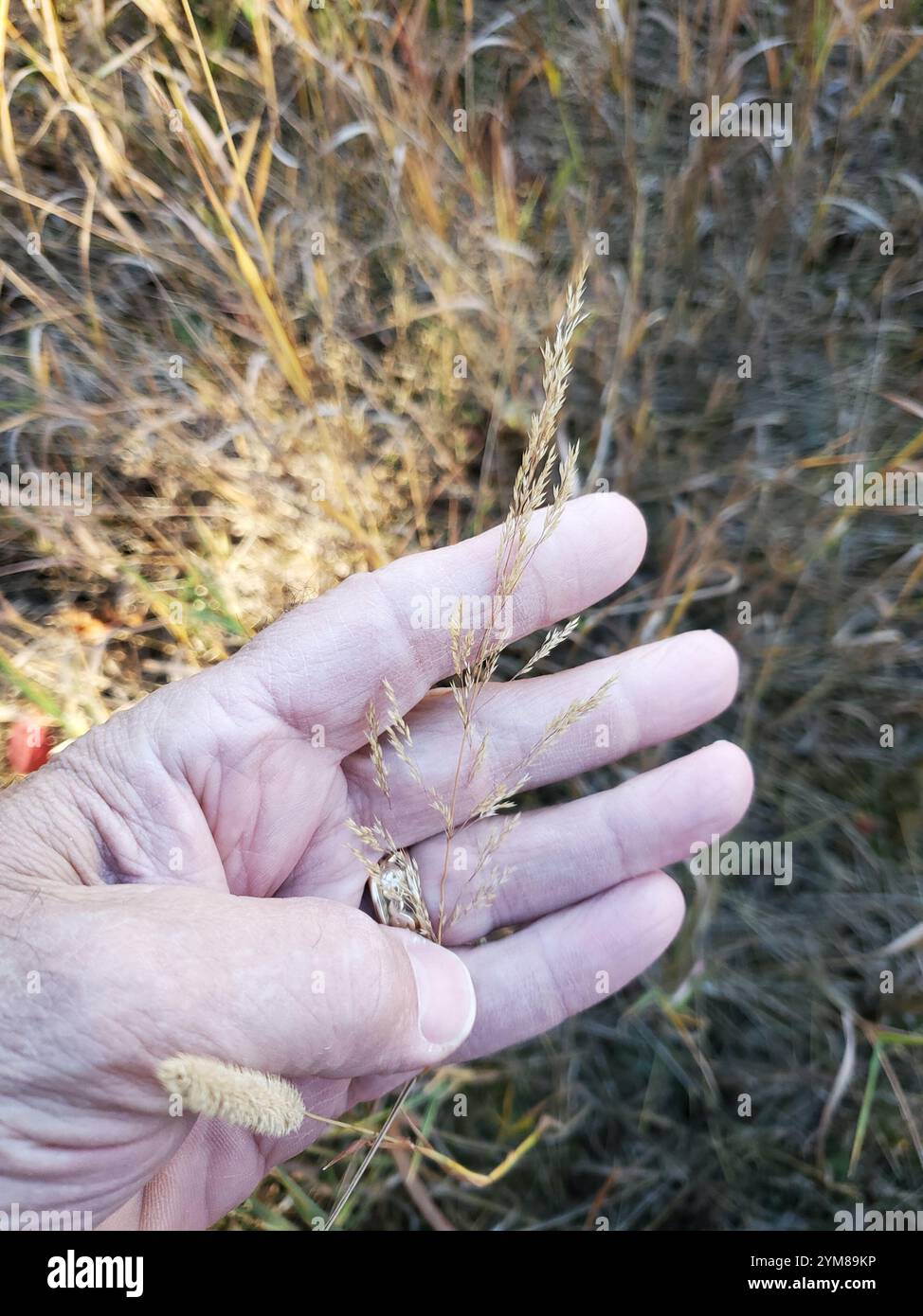 Creeping Bent (Agrostis stolonifera Stock Photo - Alamy