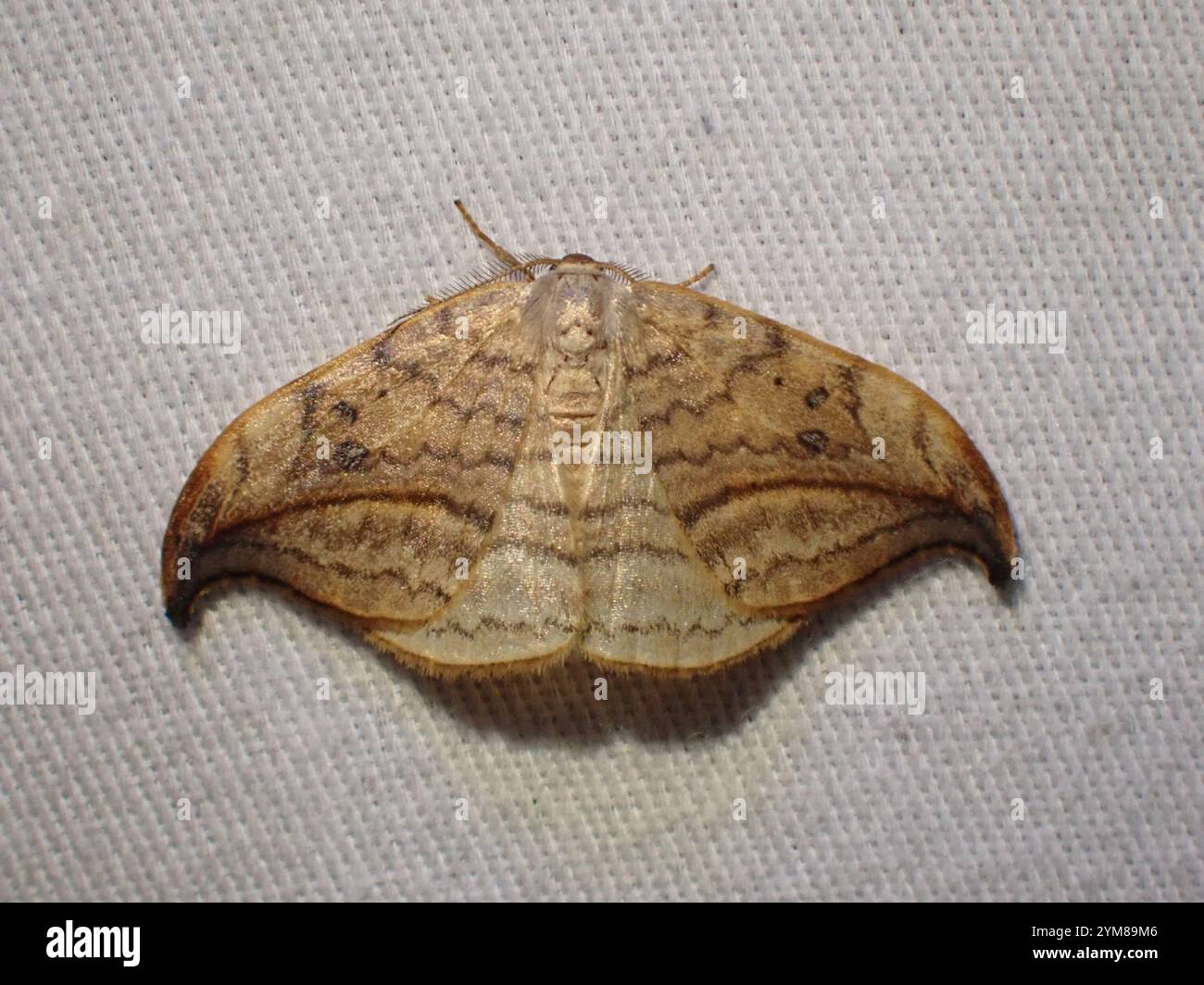 Arched Hooktip Moth (Drepana arcuata Stock Photo - Alamy