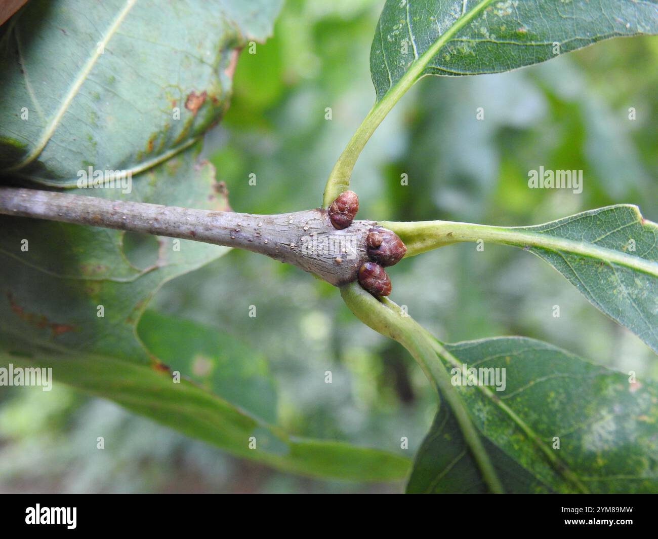 white oak club gall wasp (Callirhytis clavula Stock Photo - Alamy