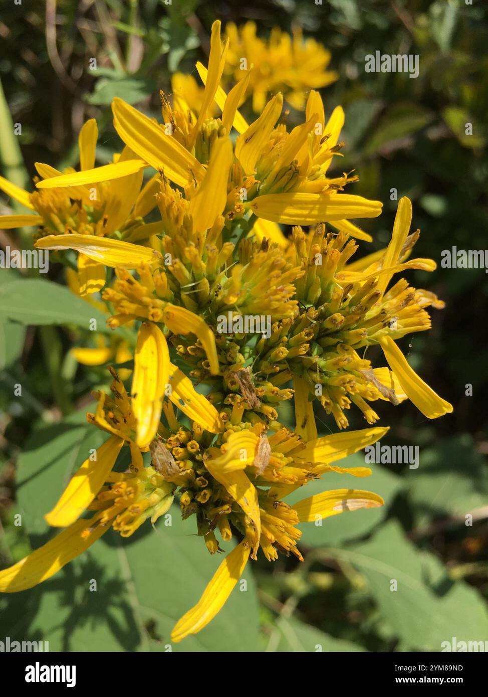 Yellow Crownbeard (Verbesina occidentalis Stock Photo - Alamy