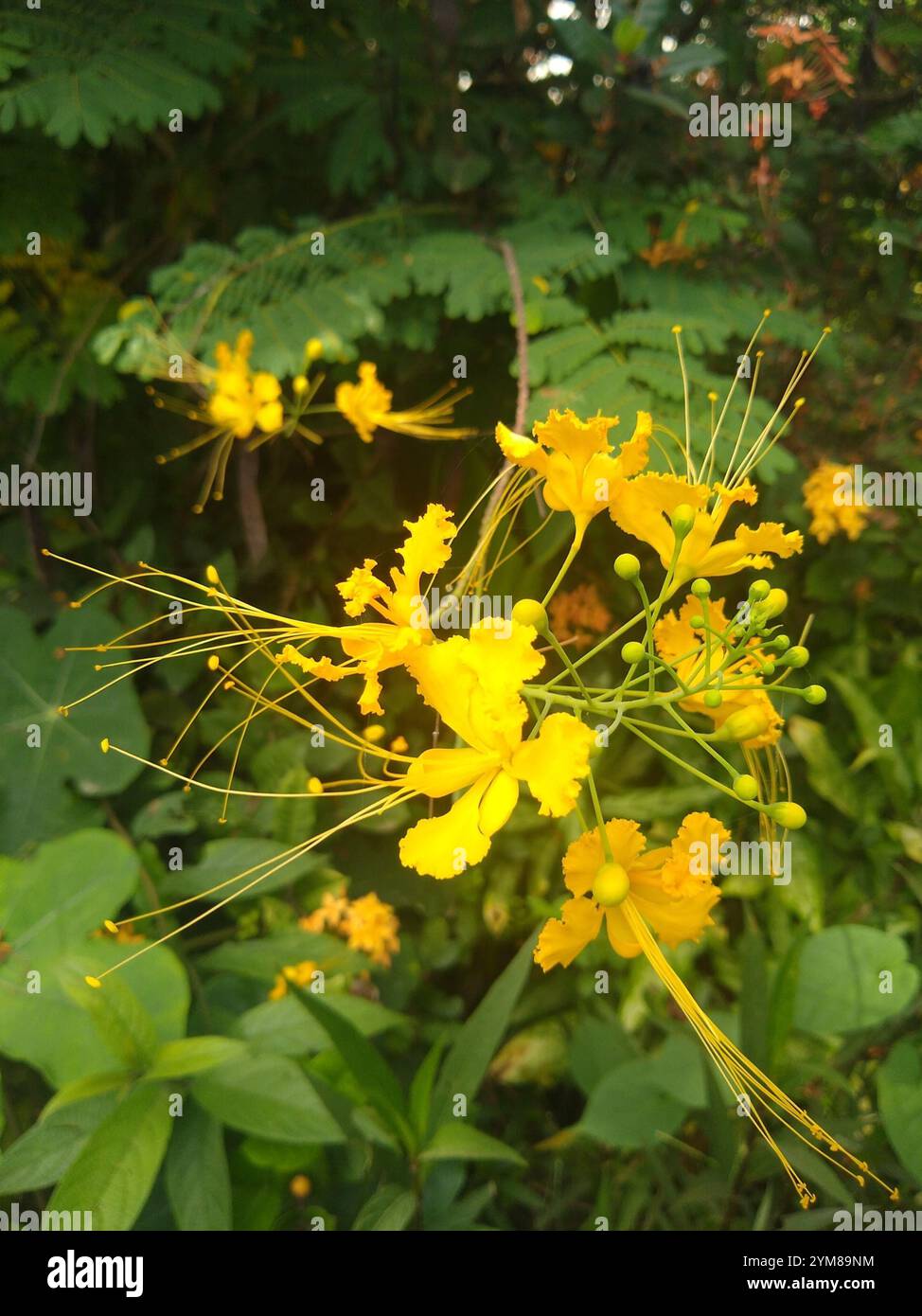 Yellow peacock flower (Caesalpinia pulcherrima flava Stock Photo - Alamy