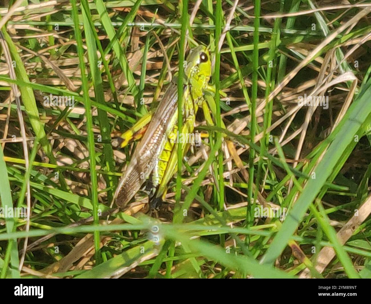 Large Marsh Grasshopper (Stethophyma grossum Stock Photo - Alamy