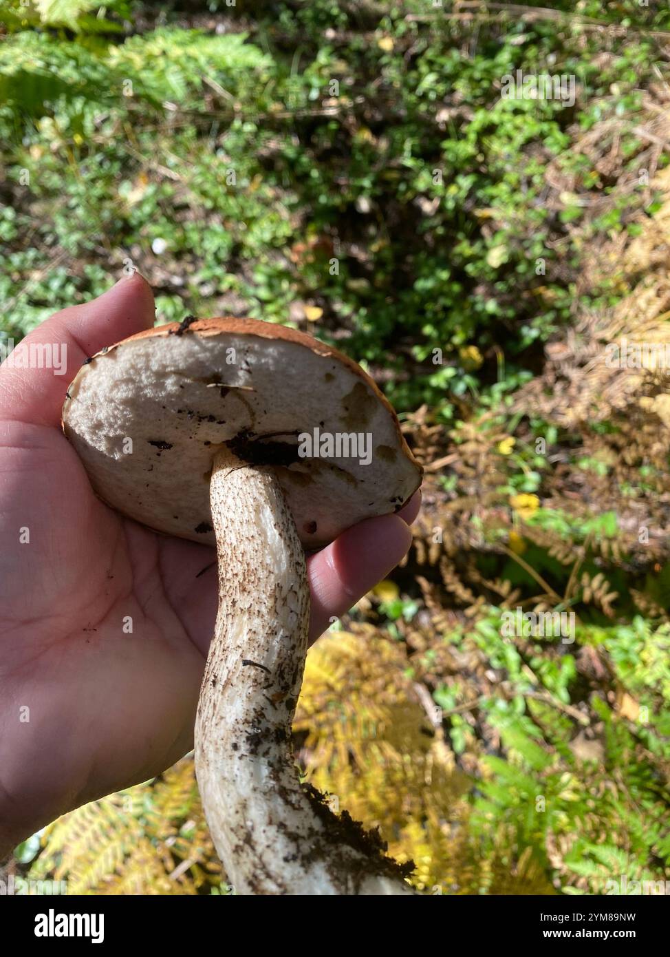 Red-capped Scaber Stalk (Leccinum aurantiacum Stock Photo - Alamy