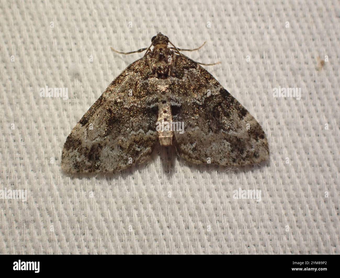 Geometer Moths (Geometridae Stock Photo - Alamy