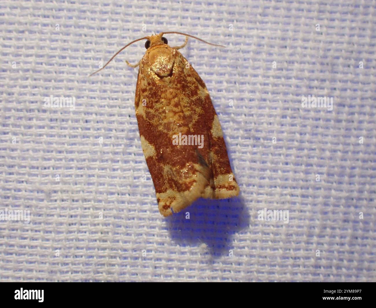 Fruit-tree Leafroller Moth (Archips argyrospila Stock Photo - Alamy