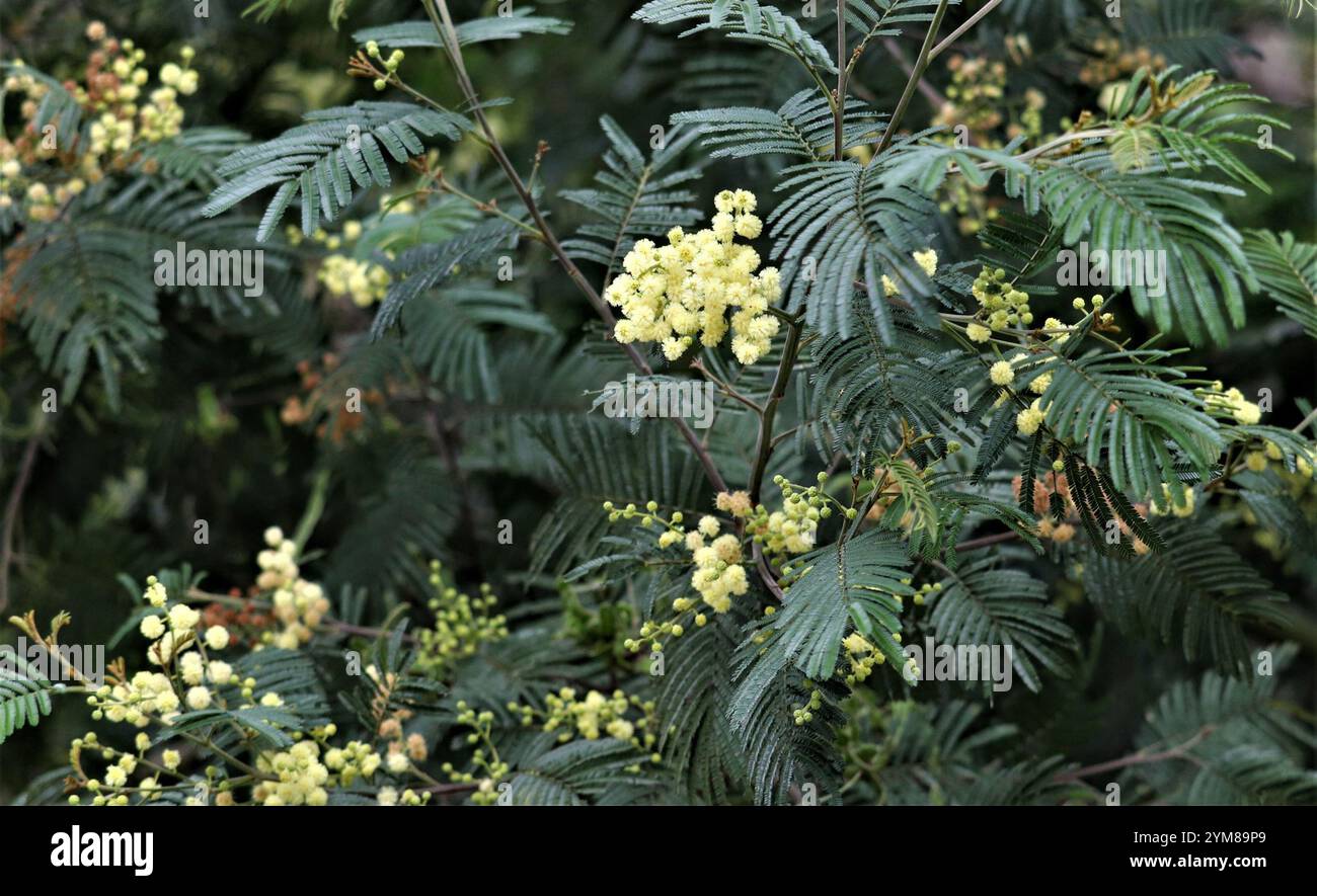 black wattle (Acacia mearnsii Stock Photo - Alamy