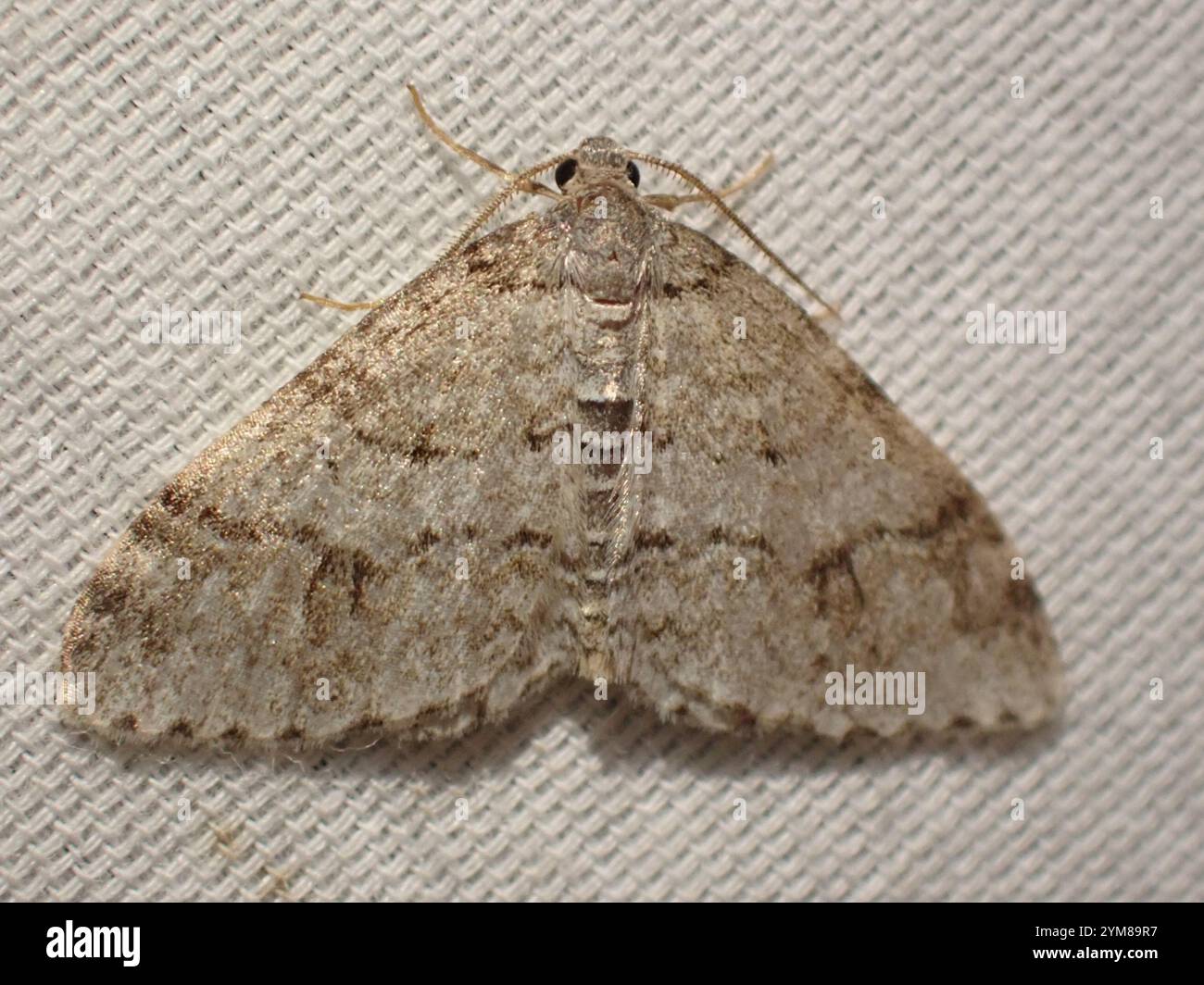 Welsh Wave Moth (Venusia cambrica Stock Photo - Alamy