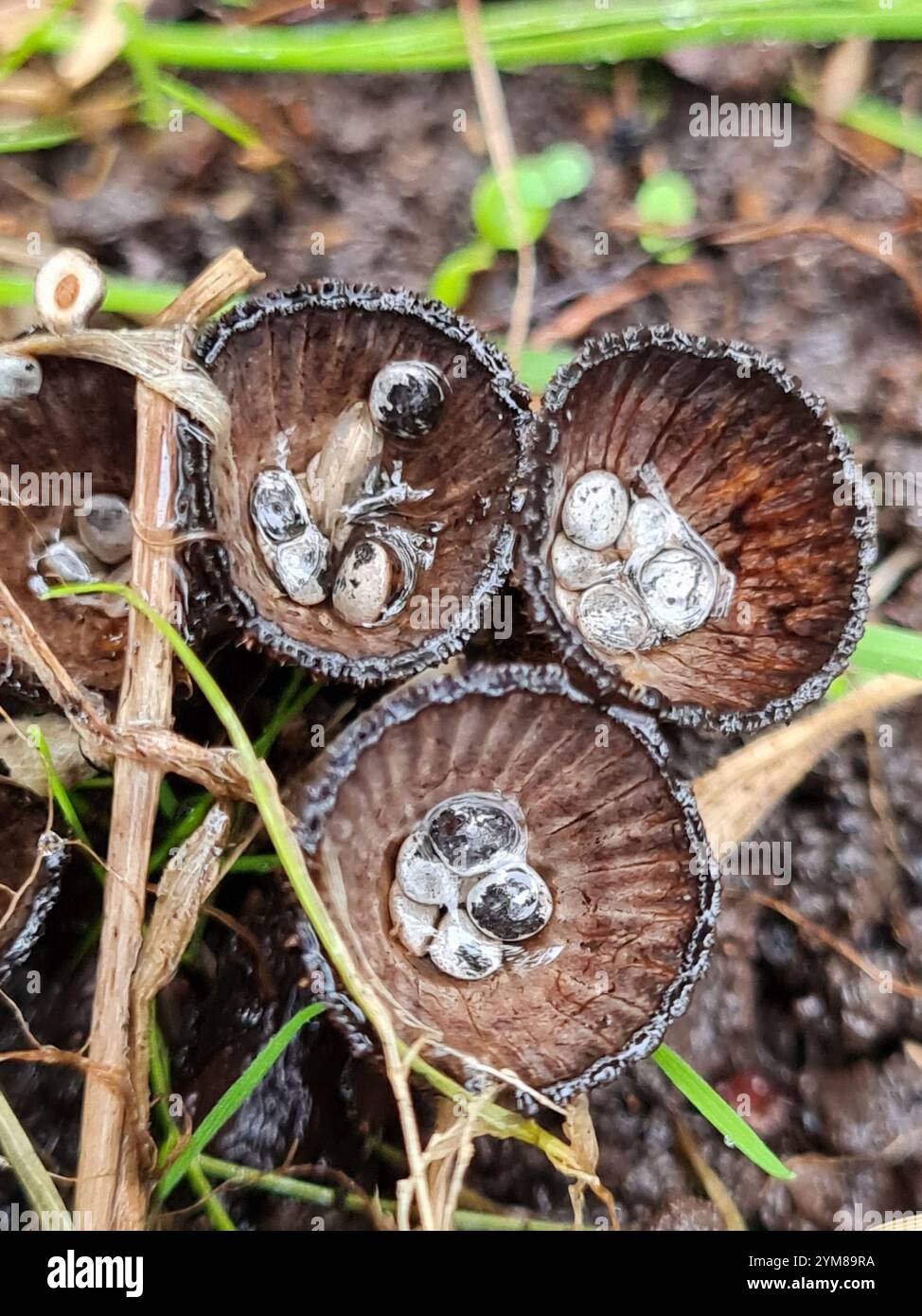 fluted bird's nest fungus (Cyathus striatus Stock Photo - Alamy