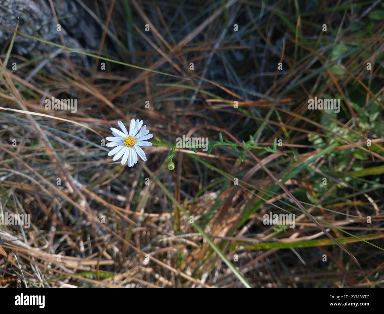 American asters (Symphyotrichum Stock Photo - Alamy