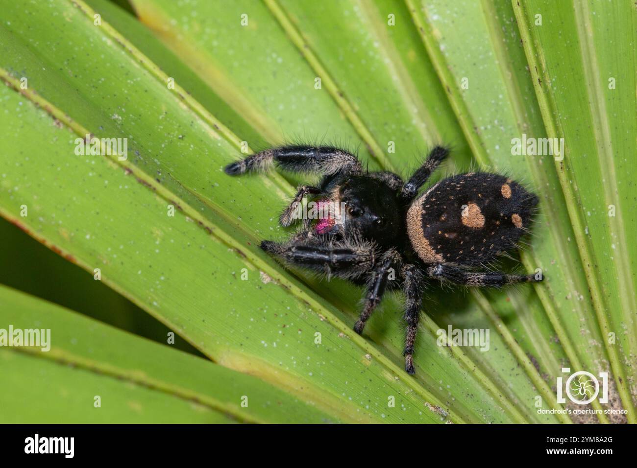 Regal Jumping Spider (Phidippus regius Stock Photo - Alamy