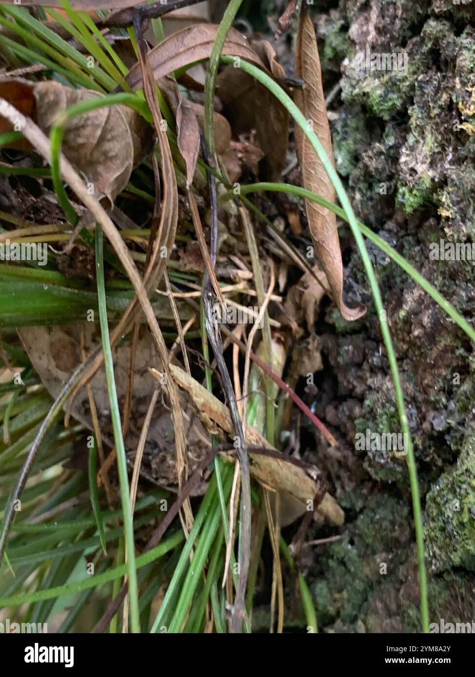 southern needleleaf airplant (Tillandsia setacea Stock Photo - Alamy