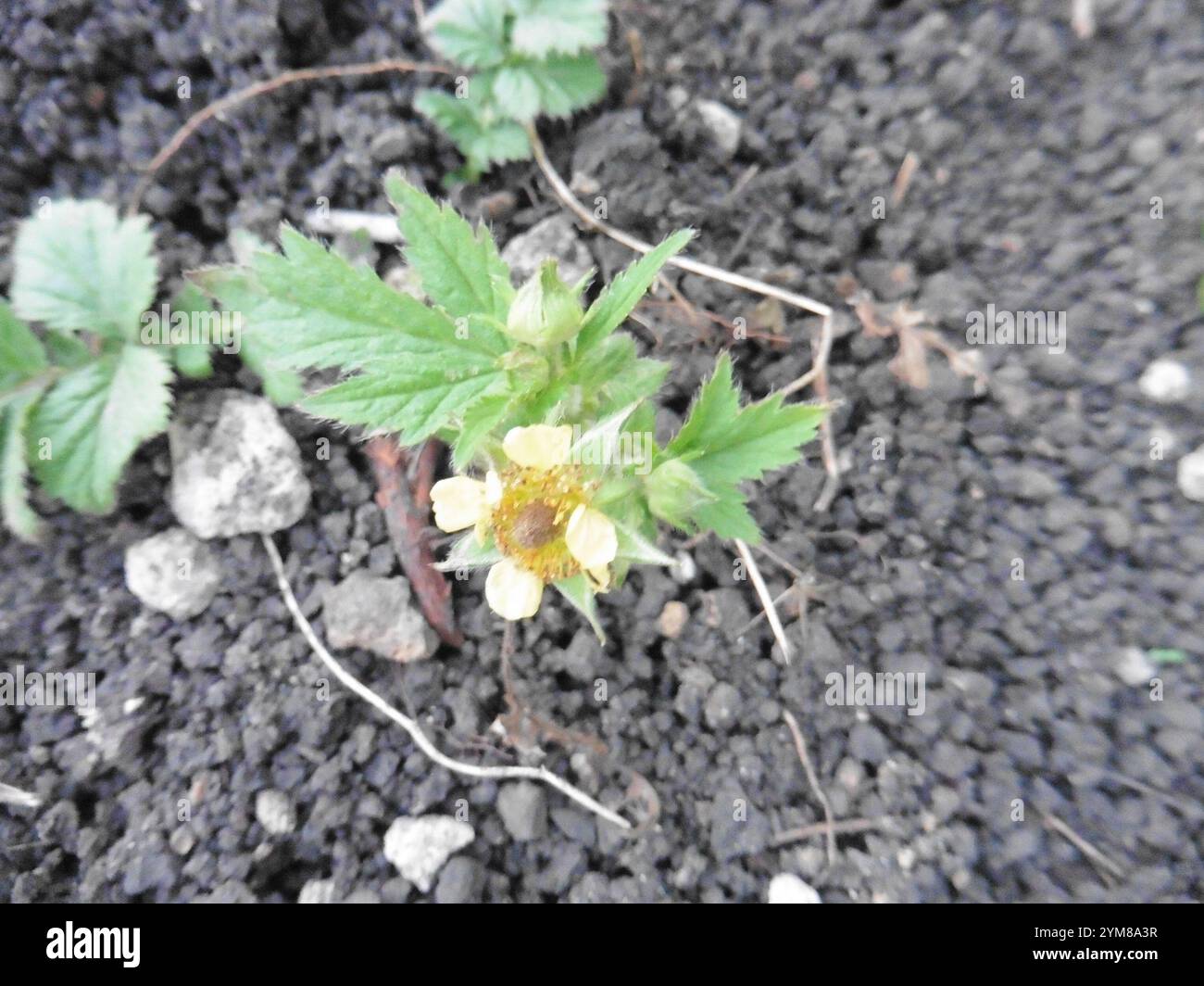 Yellow Avens (Geum aleppicum Stock Photo - Alamy