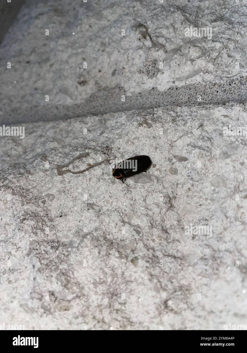 Winter Firefly (Ellychnia corrusca Stock Photo - Alamy