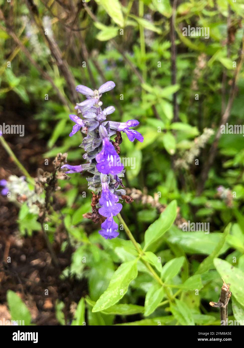 Mealy Blue Sage (Salvia farinacea Stock Photo - Alamy