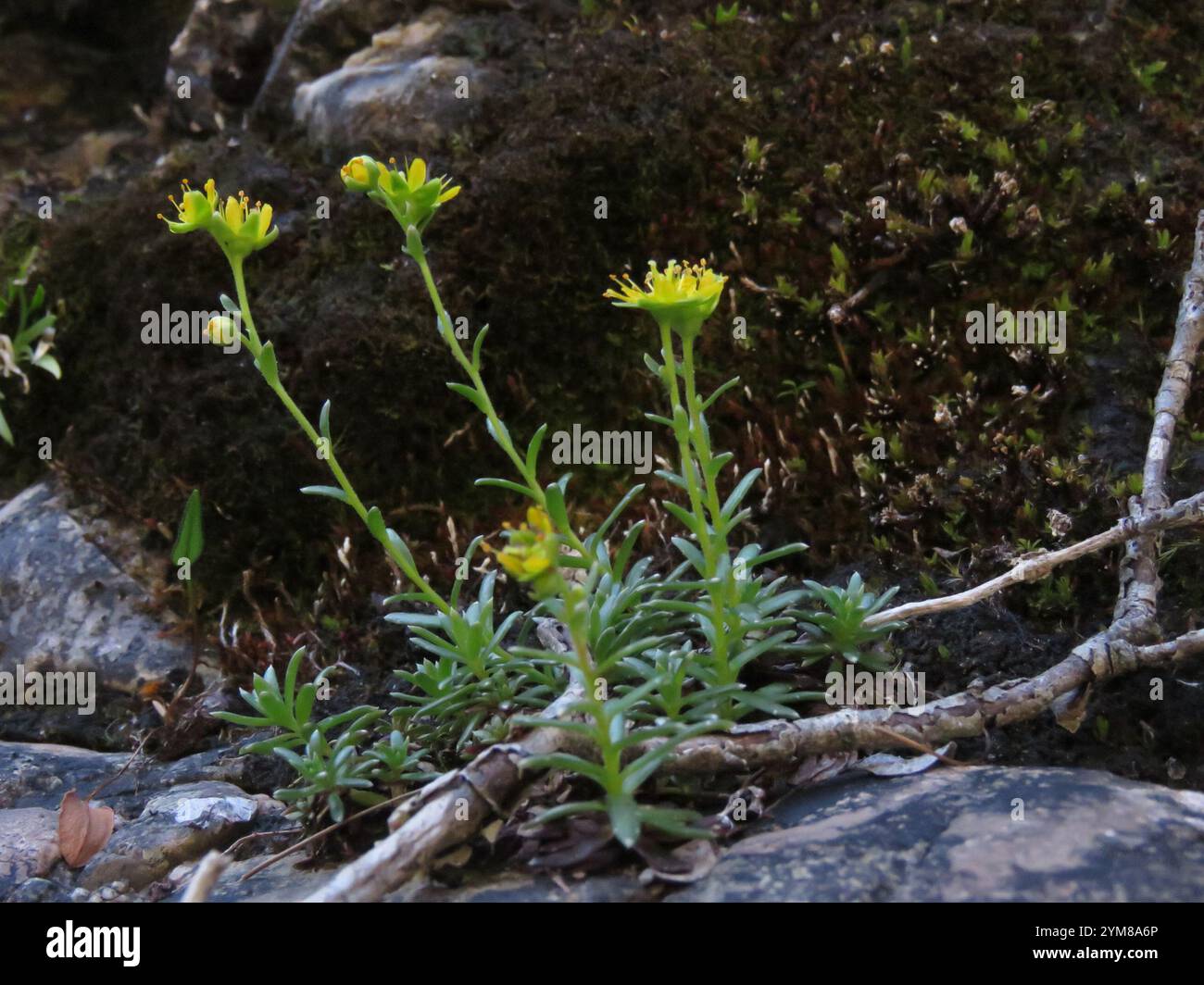 Yellow Saxifrage (Saxifraga aizoides Stock Photo - Alamy