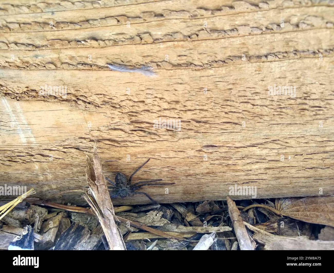 Pantropical Huntsman Spider (Heteropoda venatoria Stock Photo - Alamy