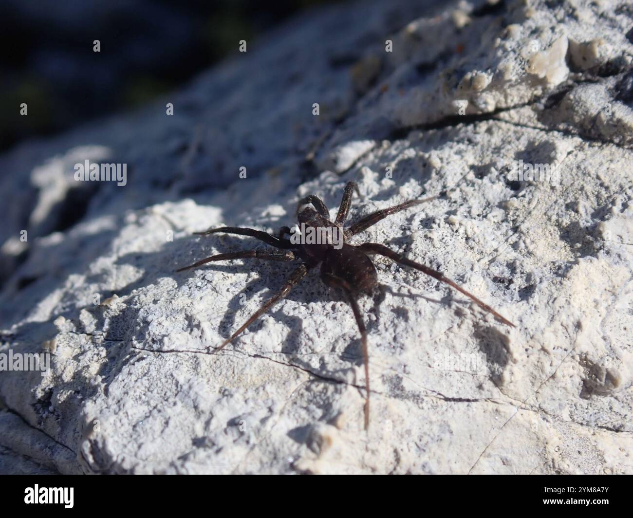 Thin-legged Wolf Spiders (Pardosa Stock Photo - Alamy