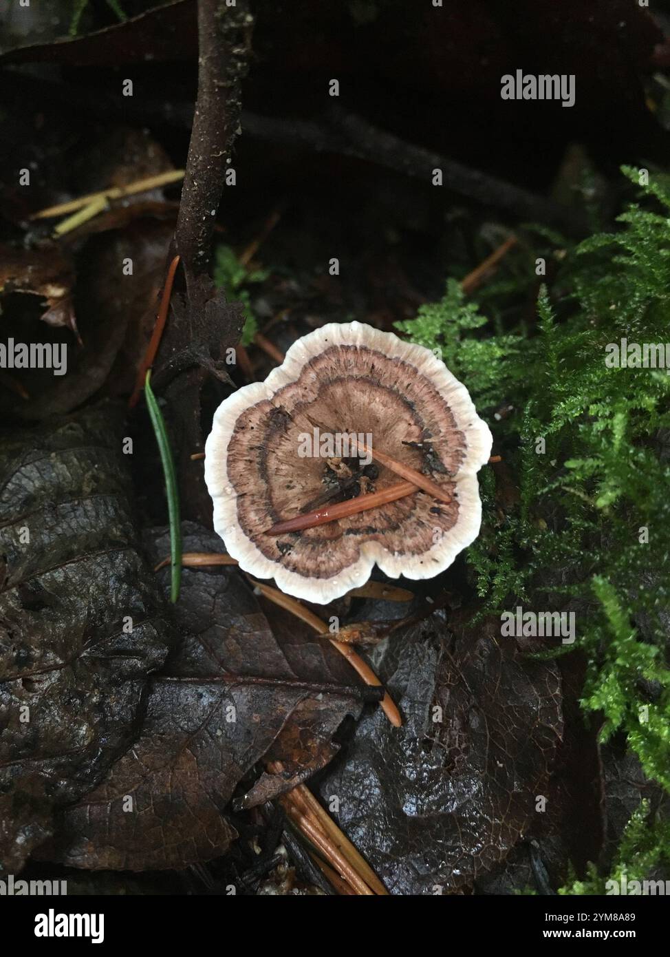 Brown Funnel Polypore (Coltricia perennis Stock Photo - Alamy