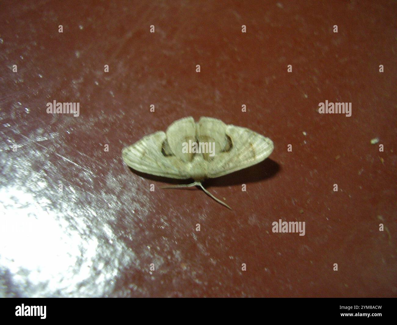 Epiplema hi-res stock photography and images - Alamy