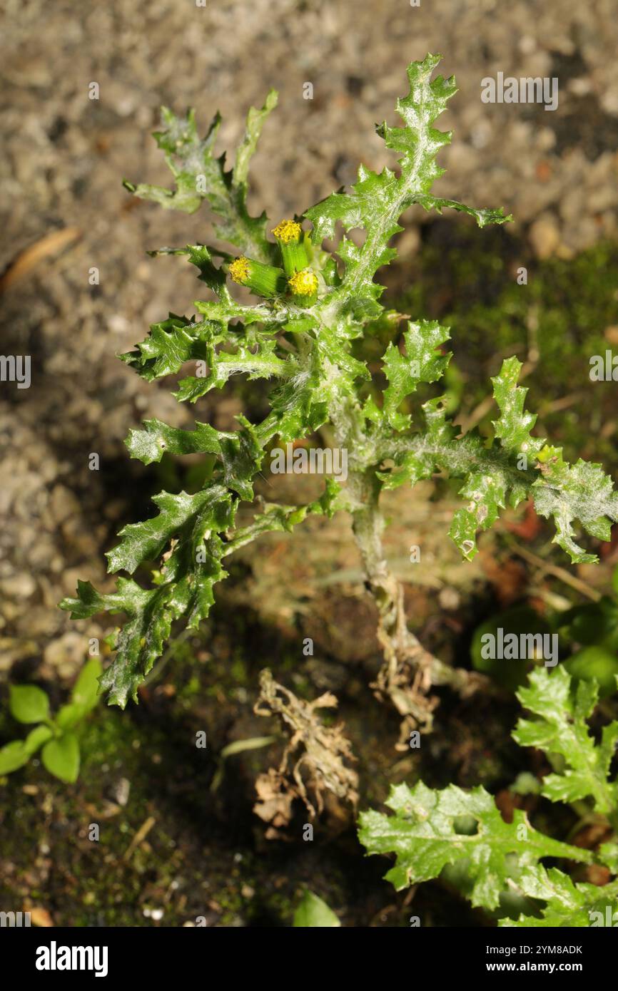 common groundsel (Senecio vulgaris Stock Photo - Alamy
