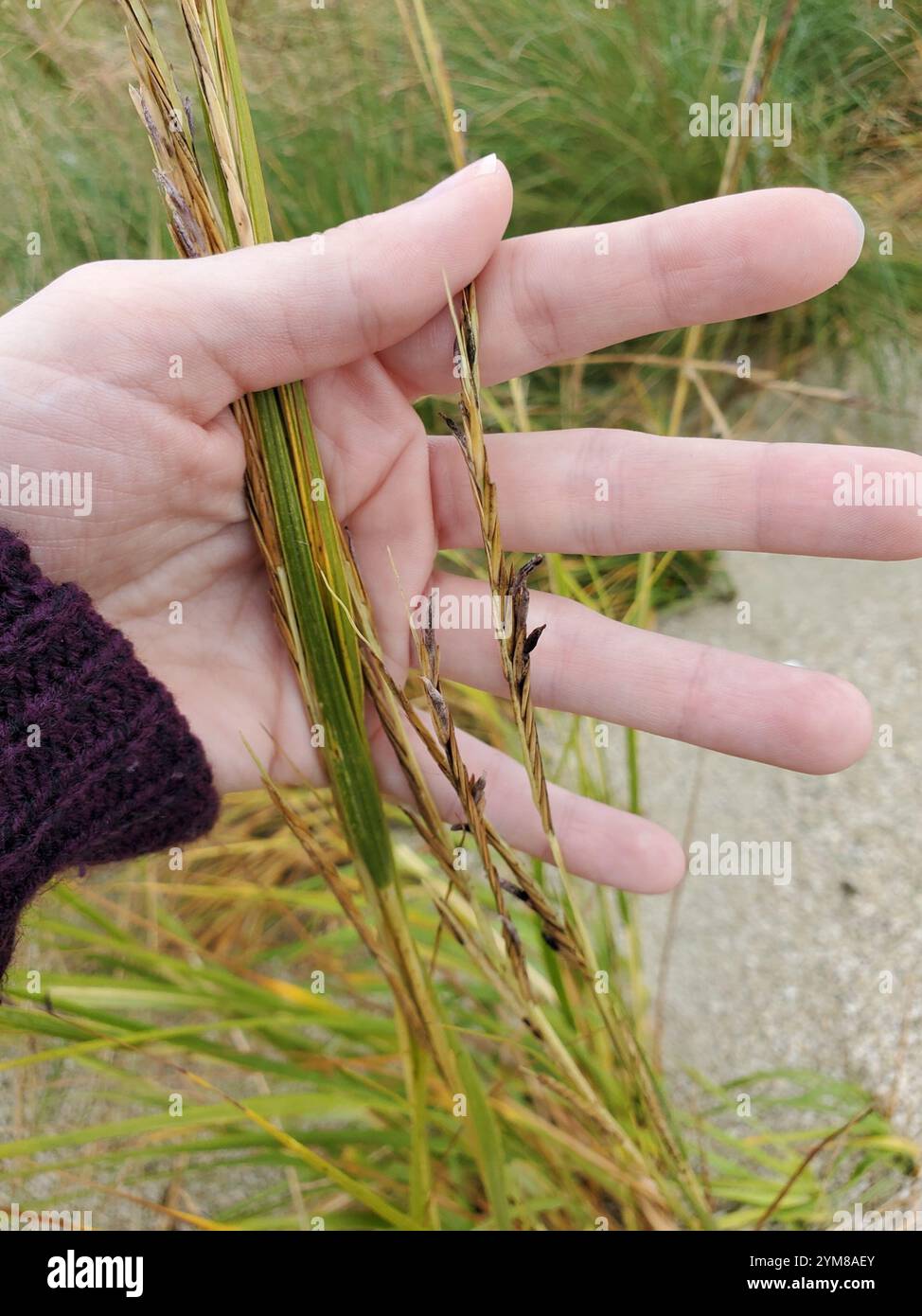 Saltmarsh Cordgrass (Sporobolus alterniflorus Stock Photo - Alamy