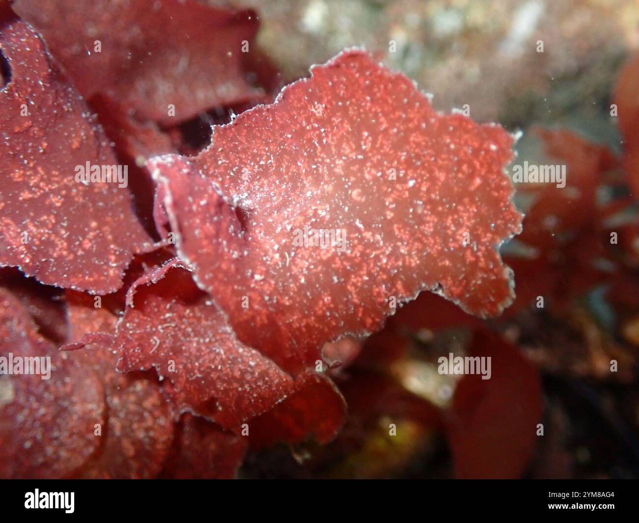 red algae (Rhodophyta Stock Photo - Alamy