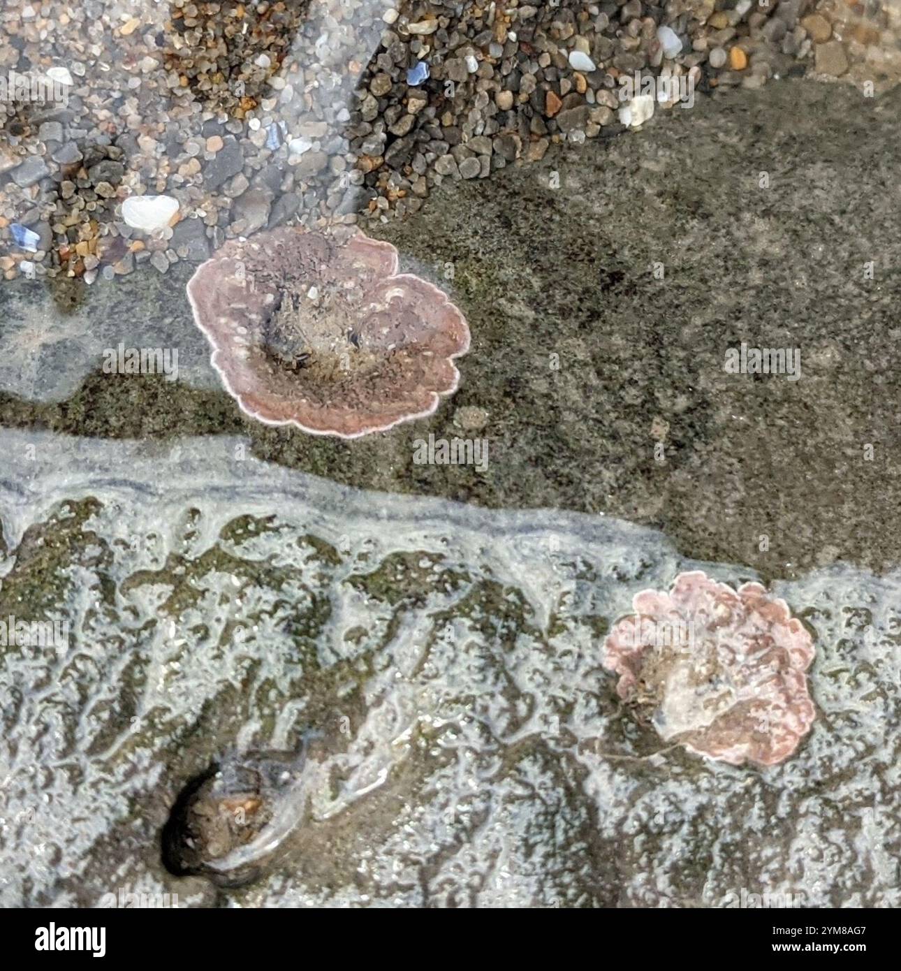 Crustose coralline hi-res stock photography and images - Alamy