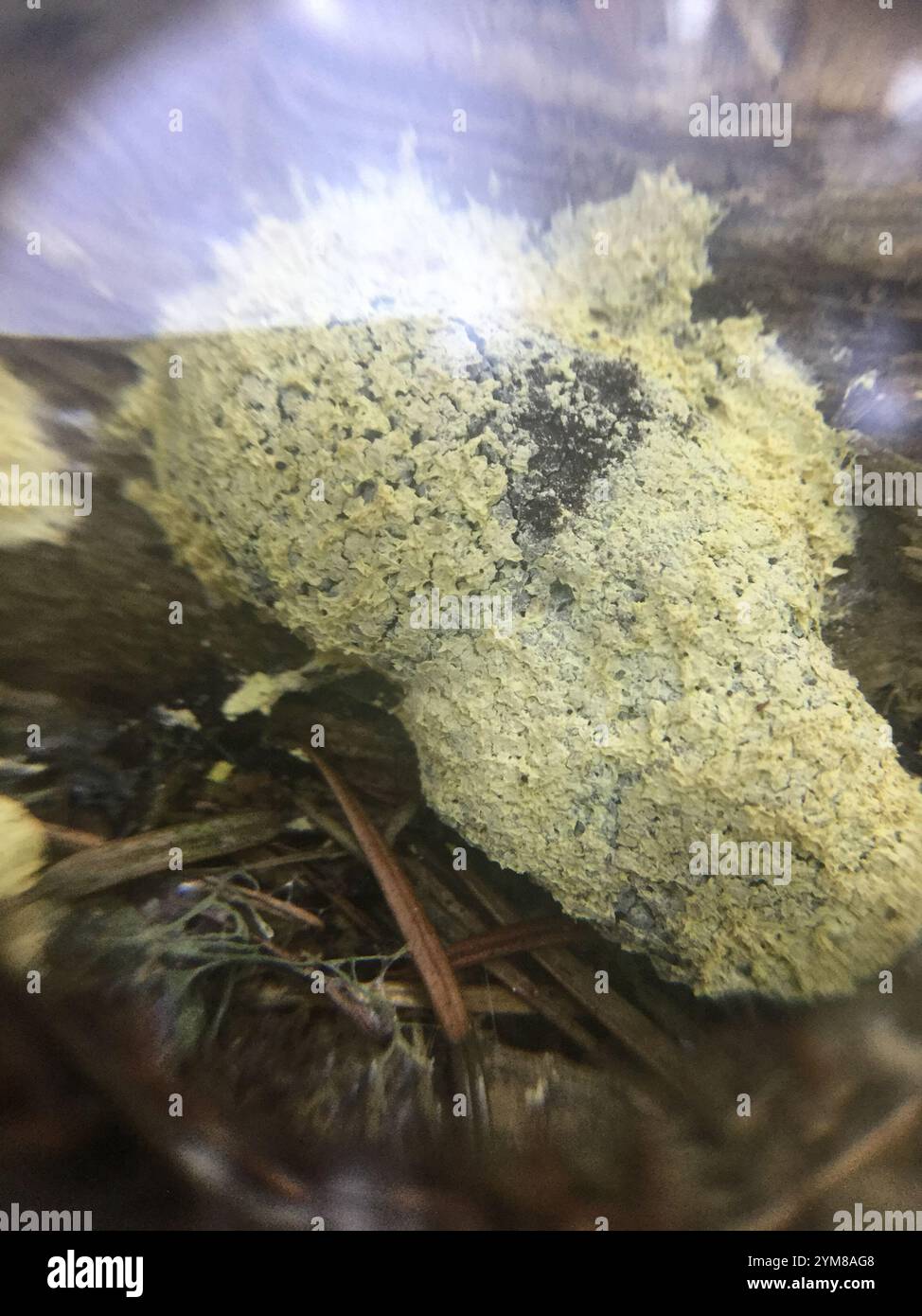 Dog Vomit Slime Mold (Fuligo septica Stock Photo - Alamy