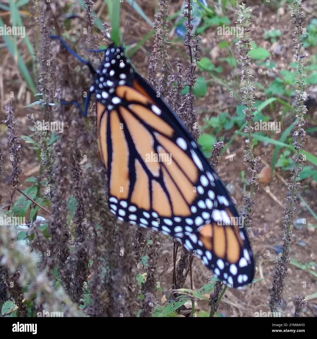 Monarch (Danaus plexippus Stock Photo - Alamy