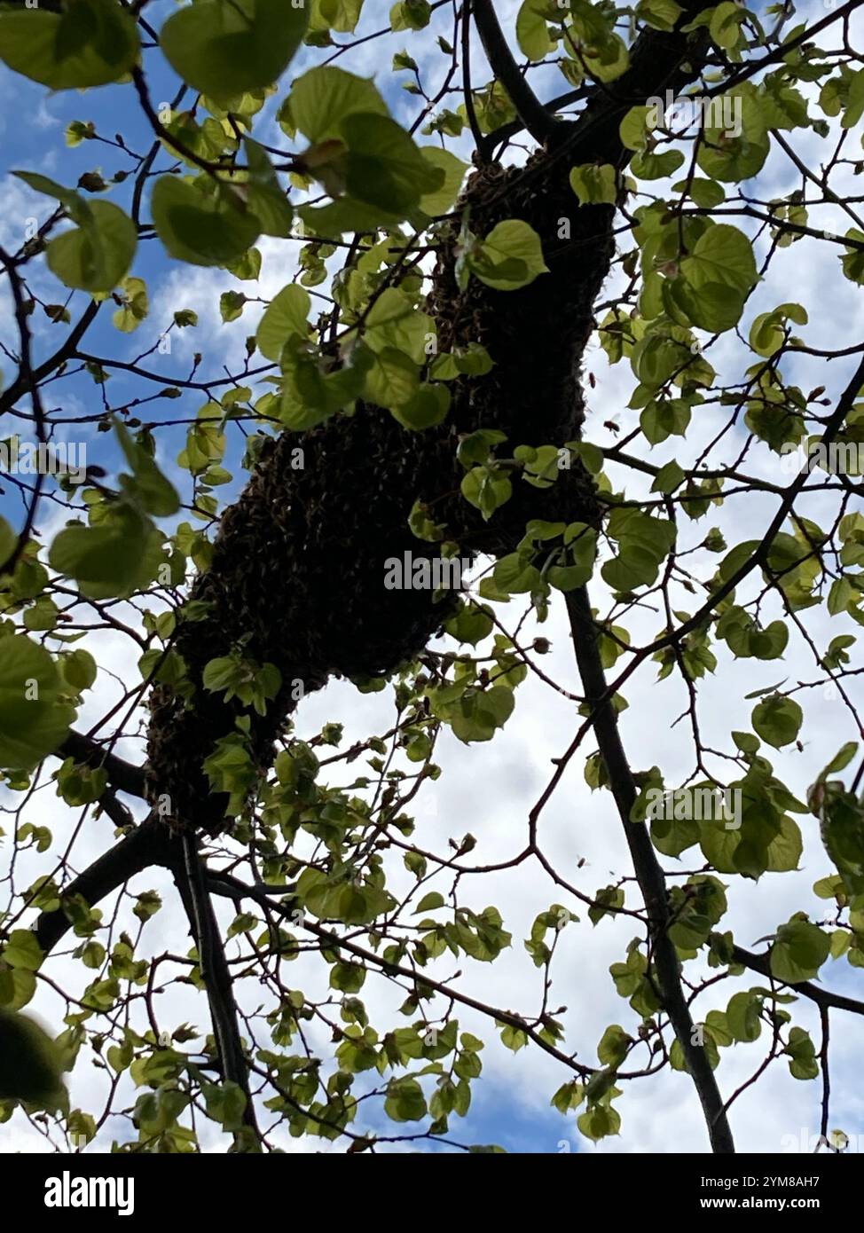 Western Honey Bee Apis Mellifera Stock Photo Alamy