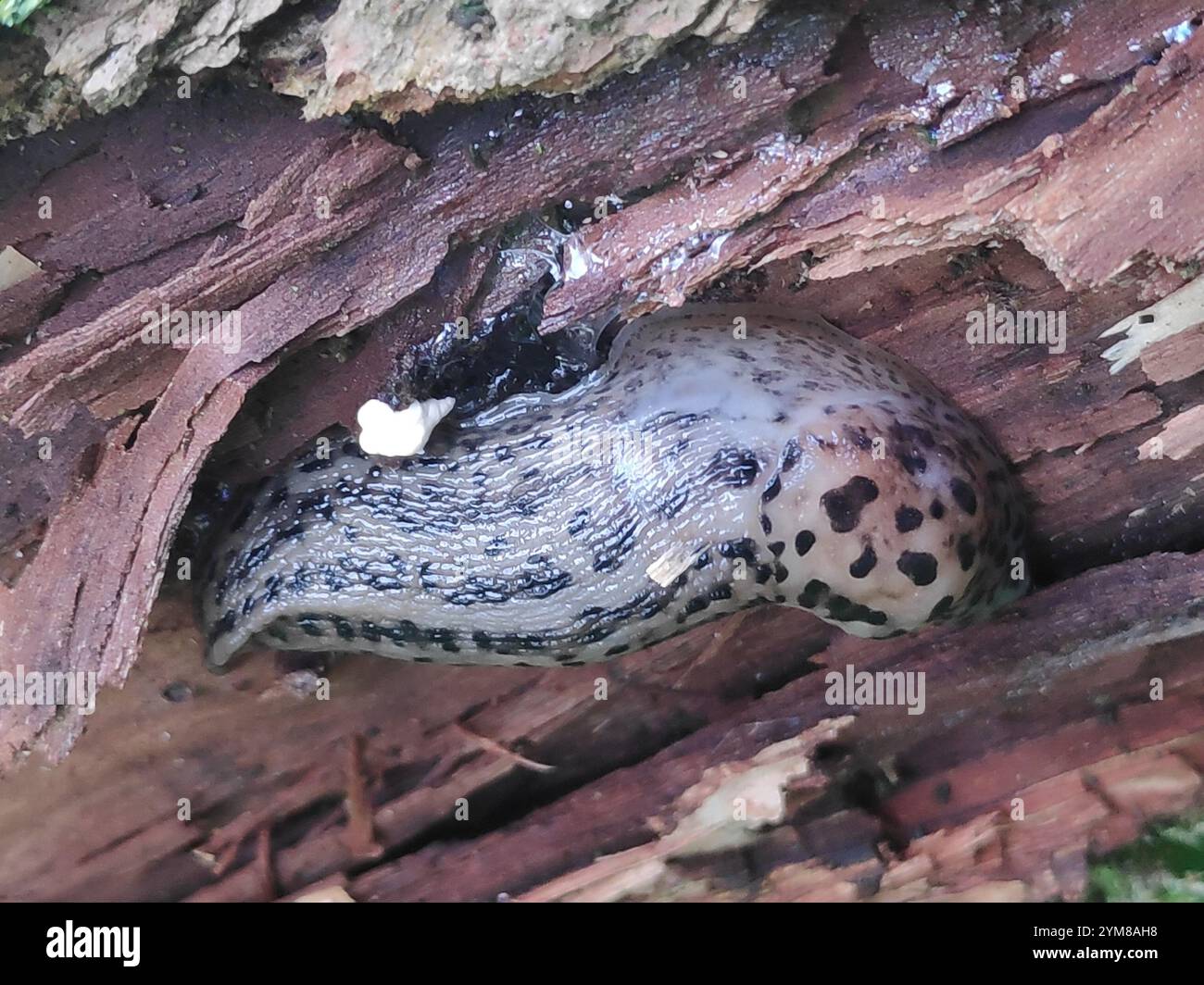 Leopard Slug (Limax maximus Stock Photo - Alamy