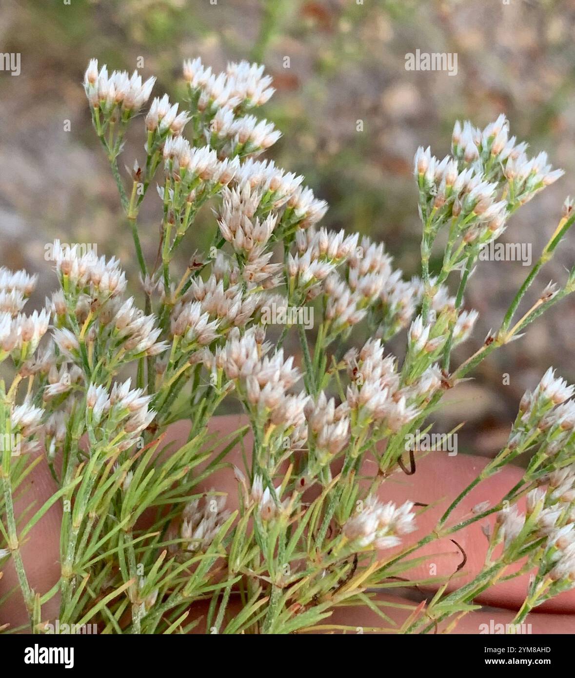 Oldman’s Cap (Polycarpaea corymbosa Stock Photo - Alamy