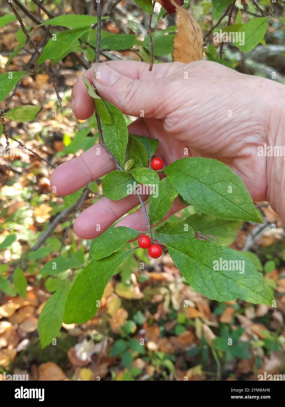 winterberry holly (Ilex verticillata Stock Photo - Alamy