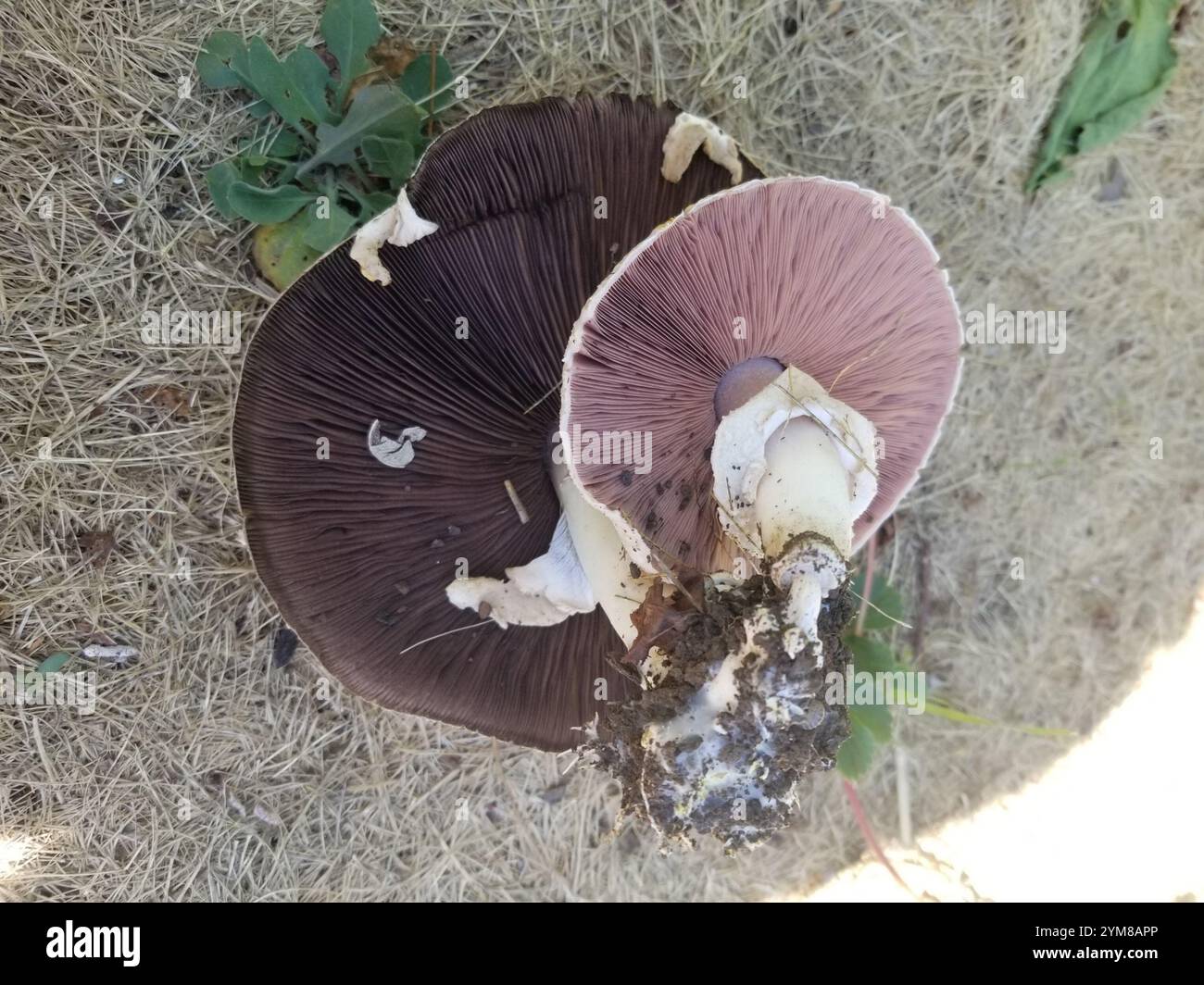 Yellow Stainer (Agaricus xanthodermus Stock Photo - Alamy