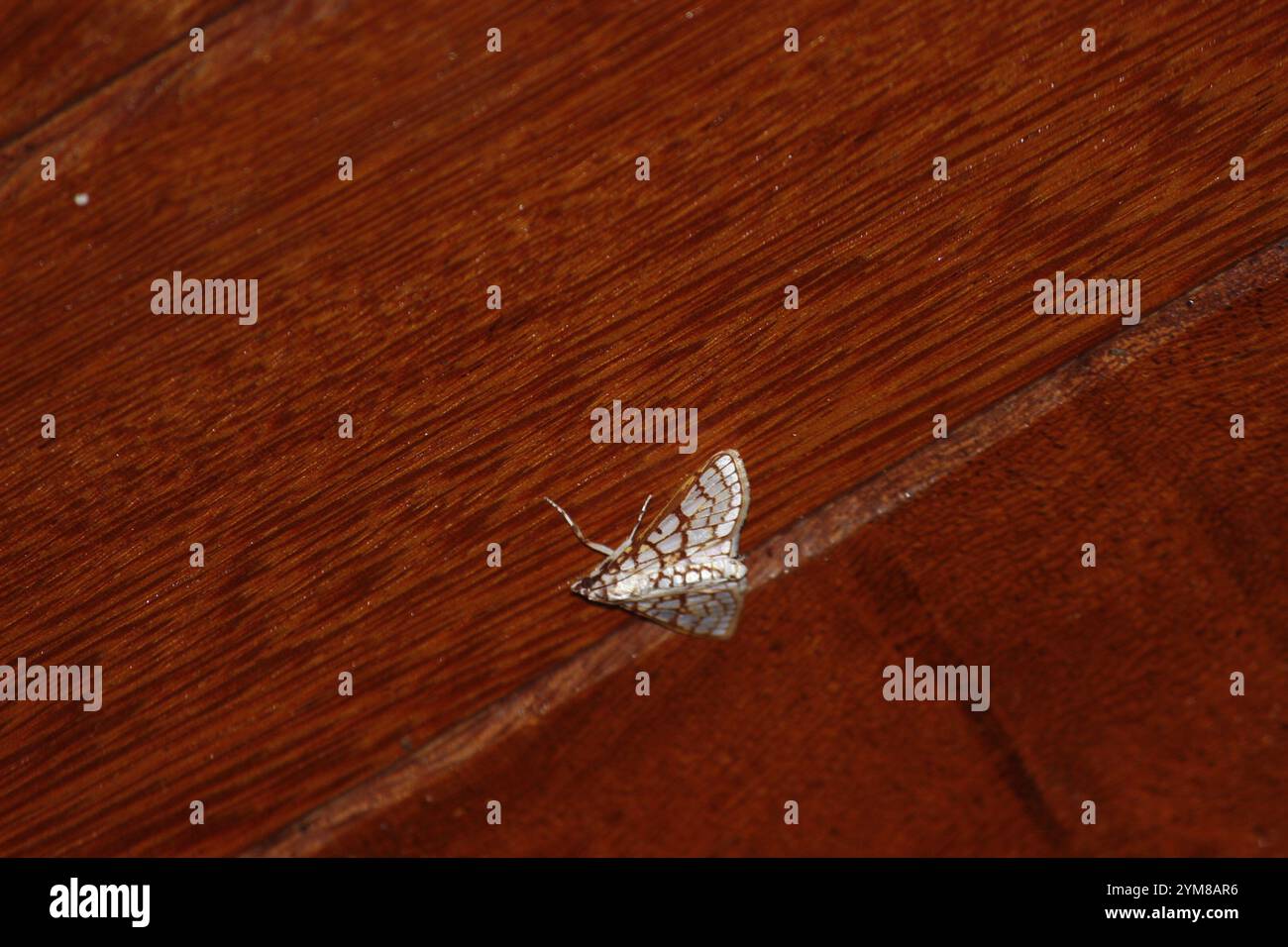 Pearl Moths (Spilomelinae Stock Photo - Alamy