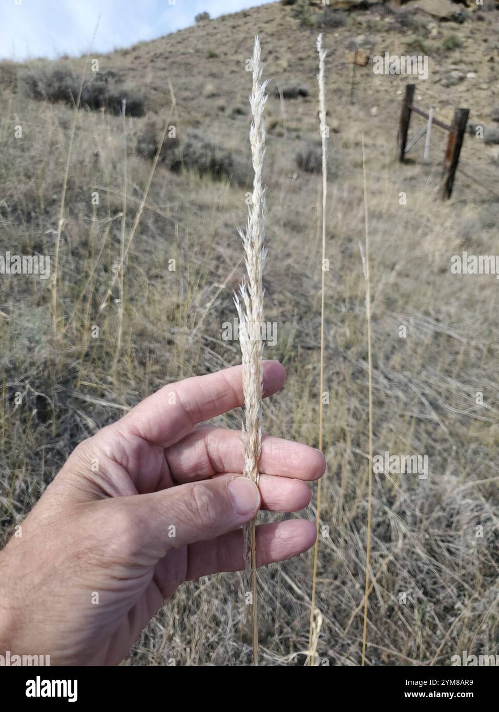 Sand Reedgrass (Sporobolus rigidus Stock Photo - Alamy