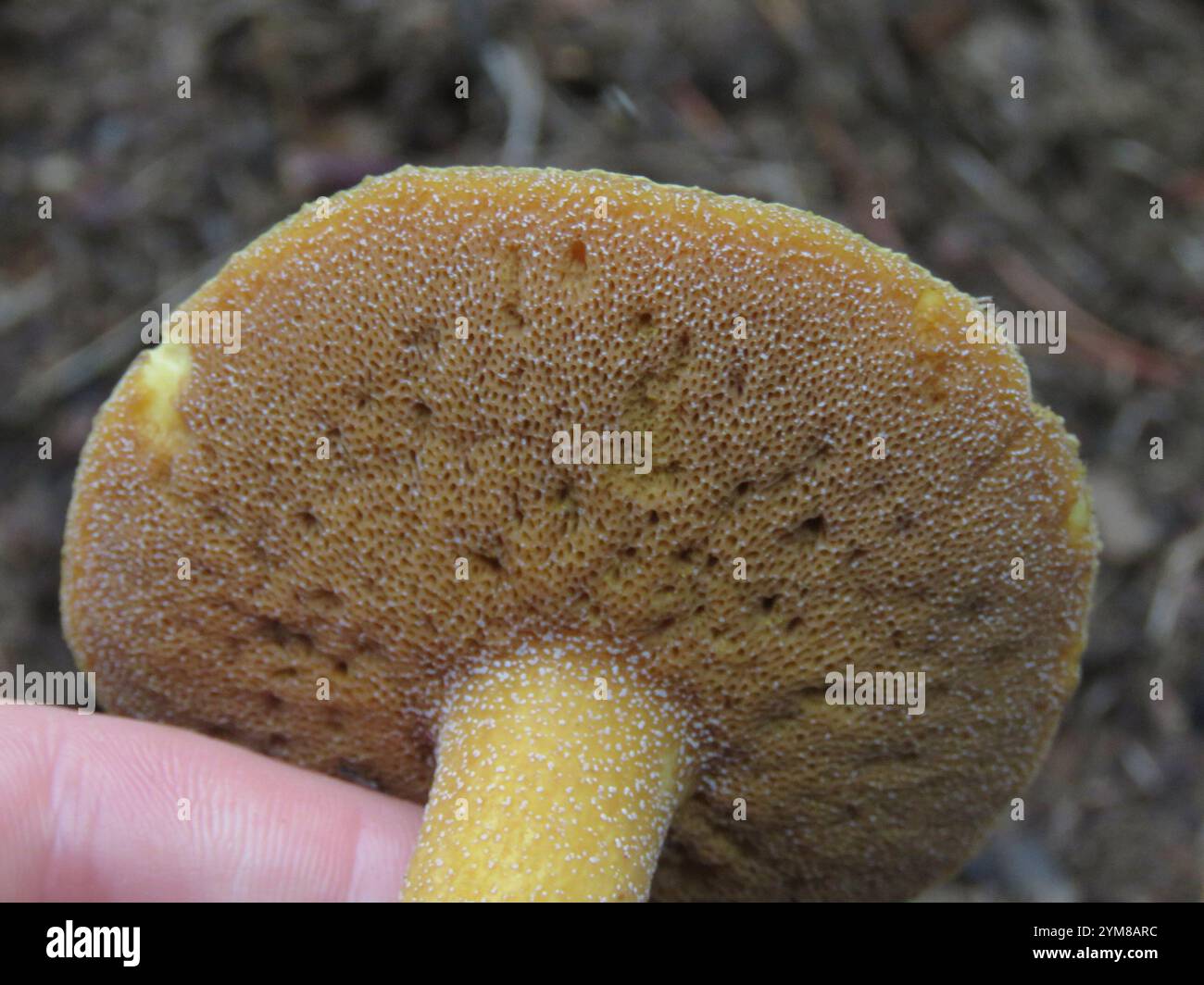 Blue-staining Slippery Jack (Suillus tomentosus Stock Photo - Alamy