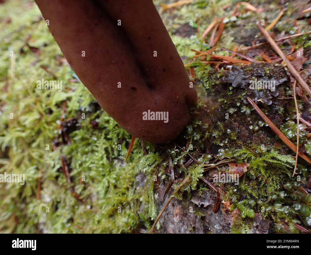 Saddle-shaped False Morel (Gyromitra infula Stock Photo - Alamy