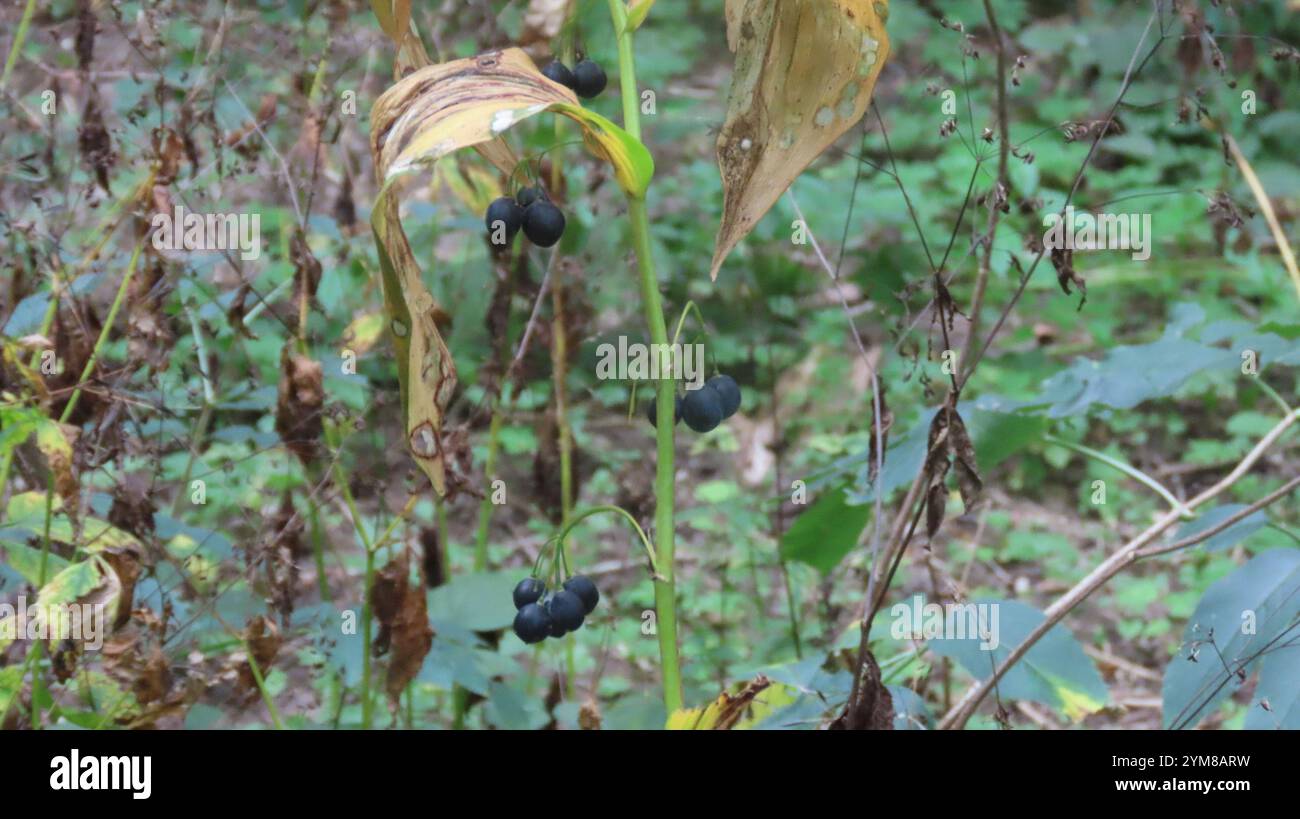 giant Solomon's seal (Polygonatum biflorum commutatum Stock Photo - Alamy