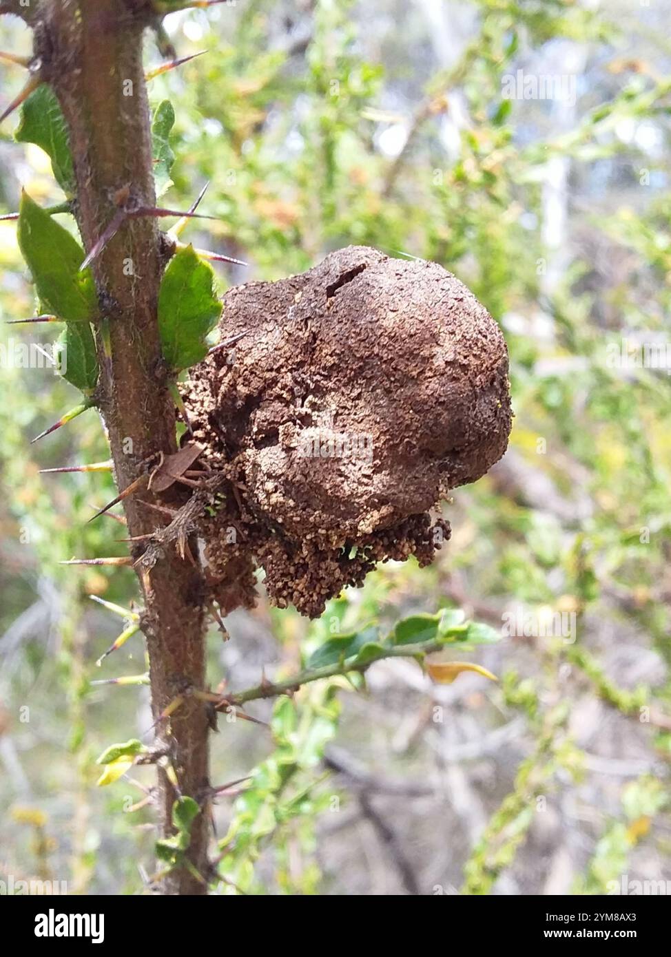 Kangaroo Thorn Gall Rust (Uromycladium paradoxae Stock Photo - Alamy