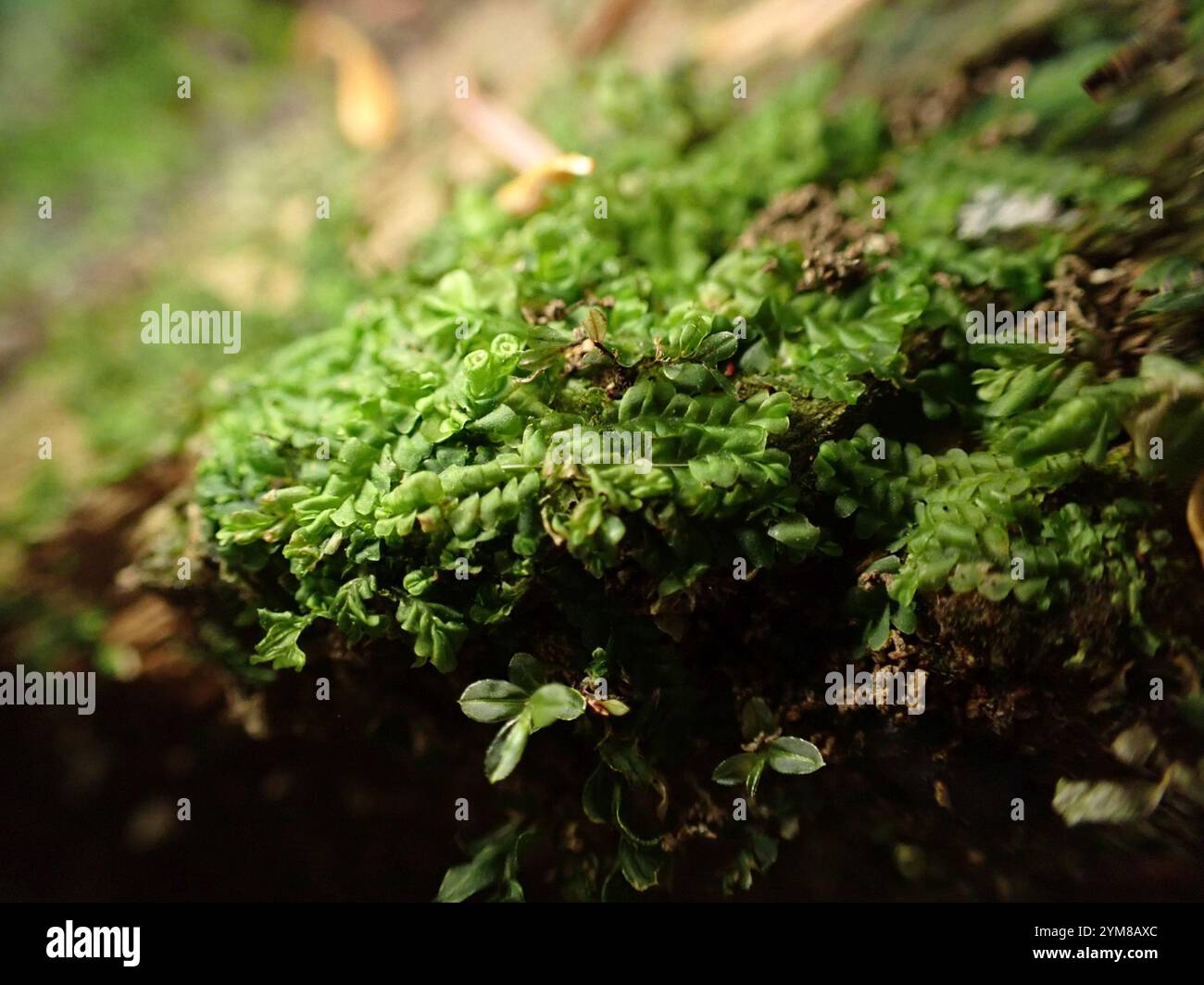 Square-leaved Crestwort (Chiloscyphus polyanthos Stock Photo - Alamy