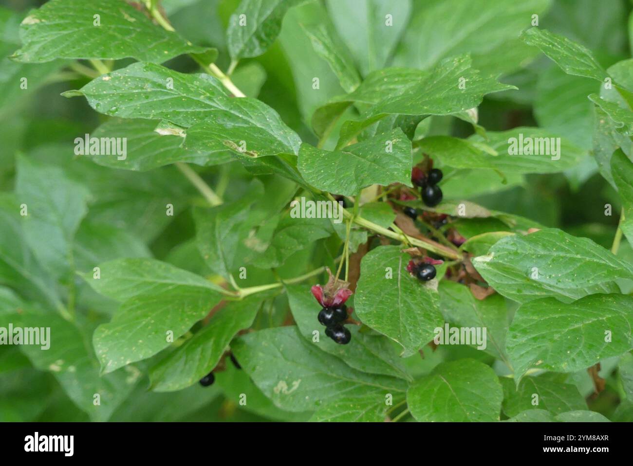 twinberry honeysuckle (Lonicera involucrata Stock Photo - Alamy