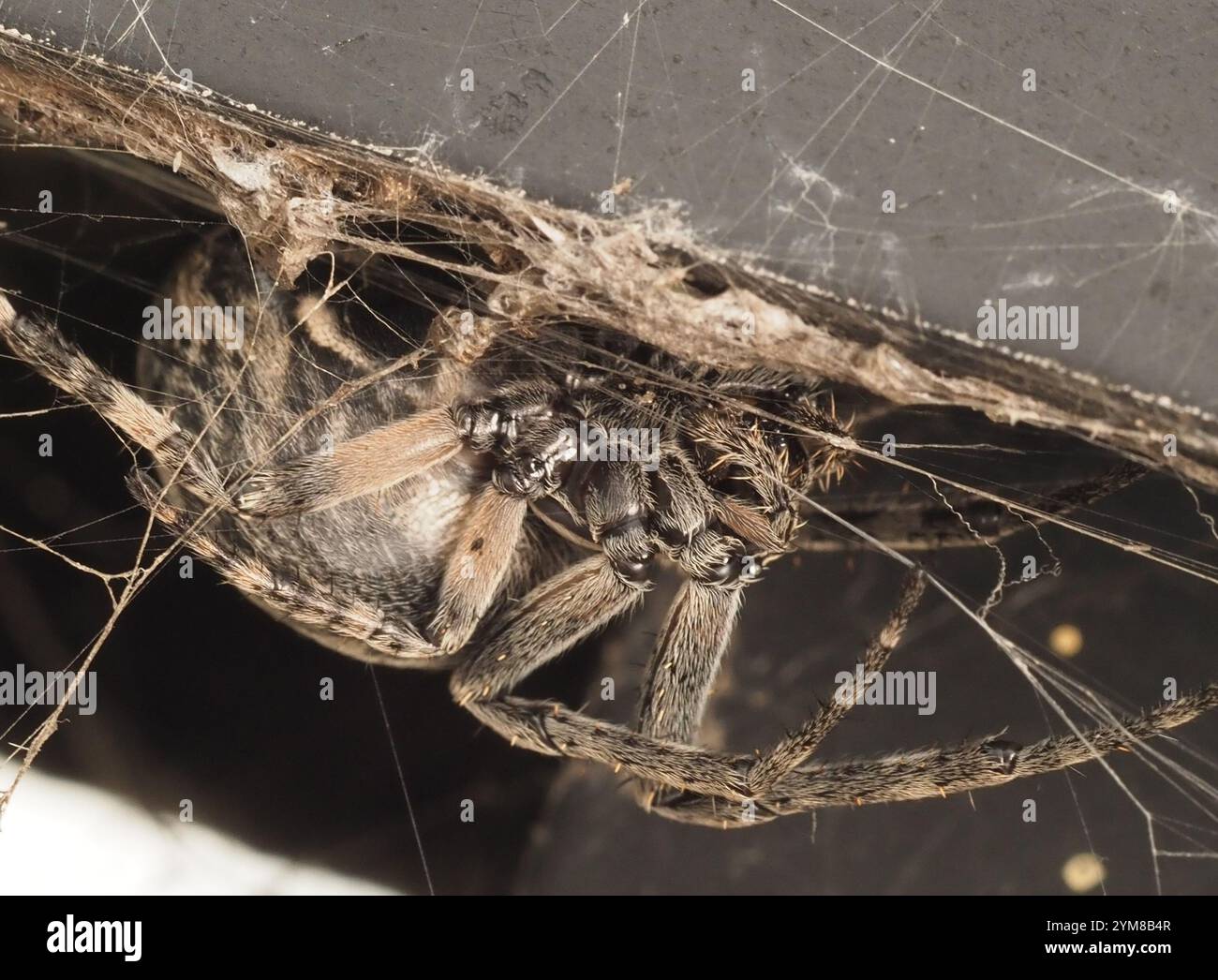 Grey Cross Spider (Larinioides sclopetarius Stock Photo - Alamy