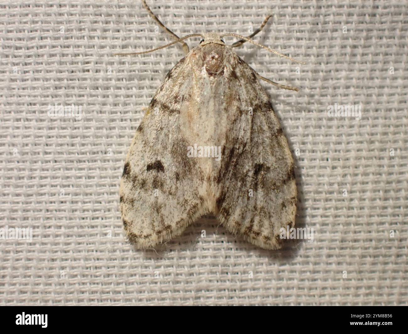 Little Shaded Lichen Moth (Clemensia umbrata Stock Photo - Alamy