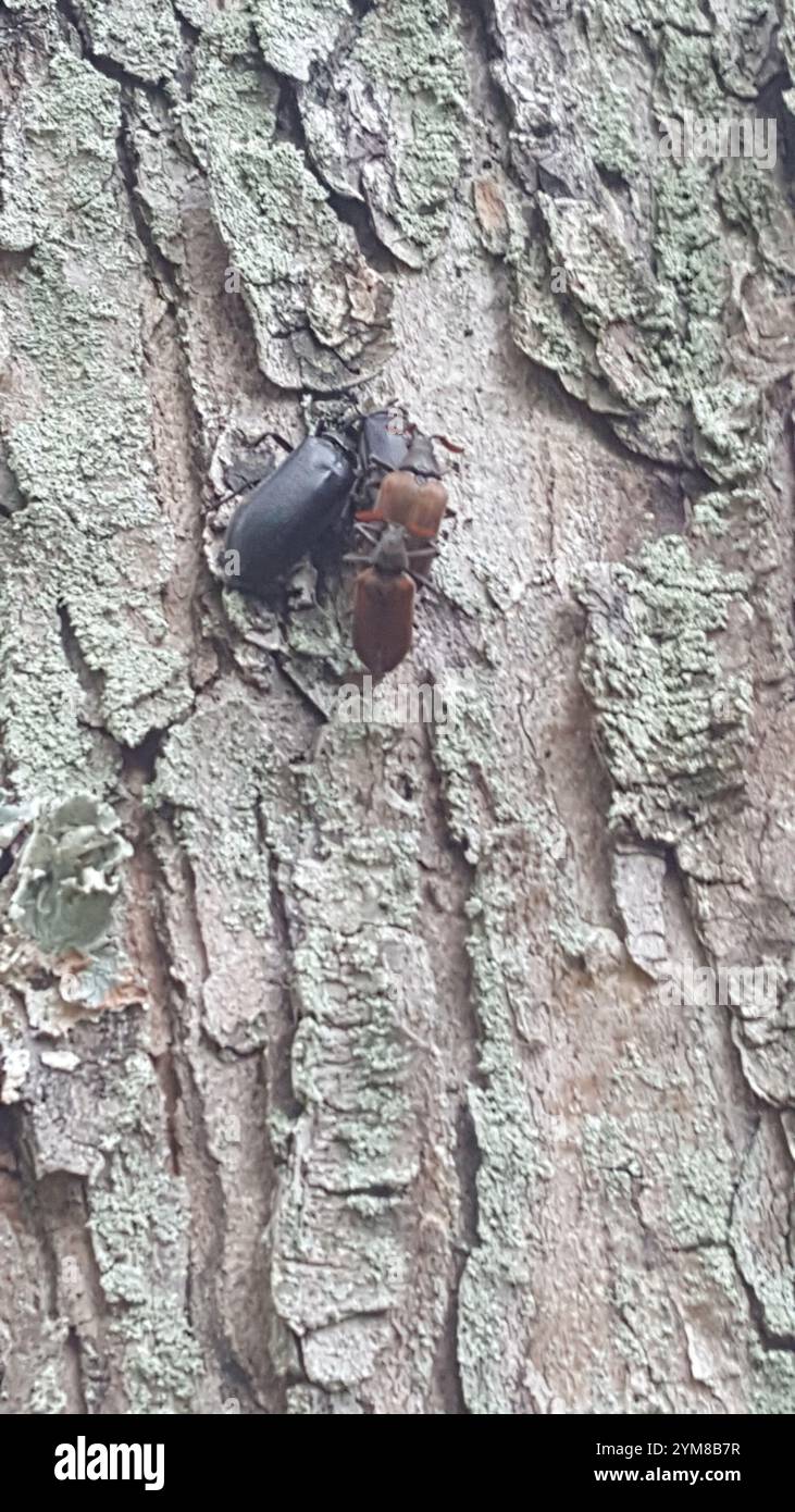 Cedar beetle hi-res stock photography and images - Alamy