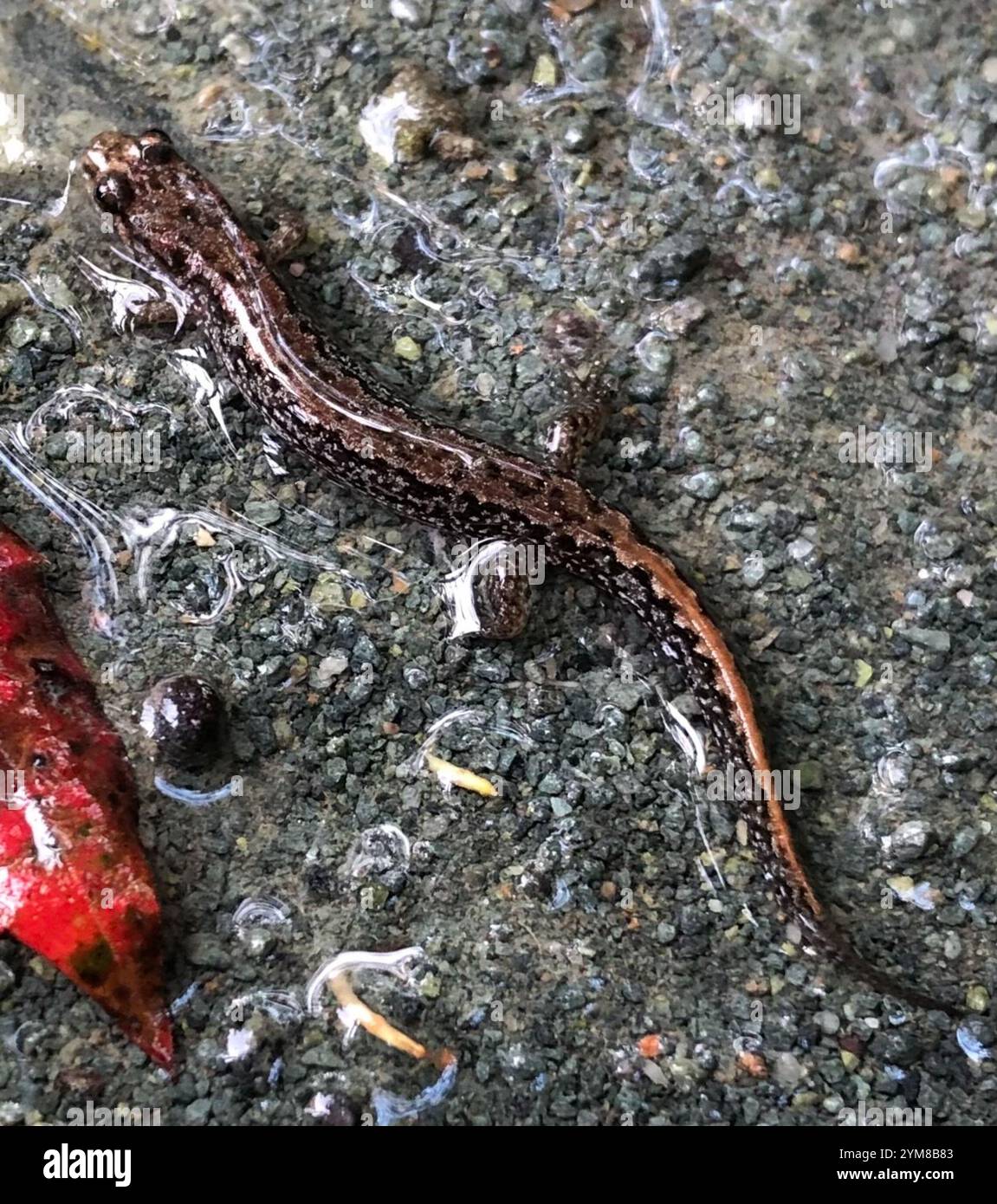Wolf Dusky Salamander (Desmognathus lycos Stock Photo - Alamy