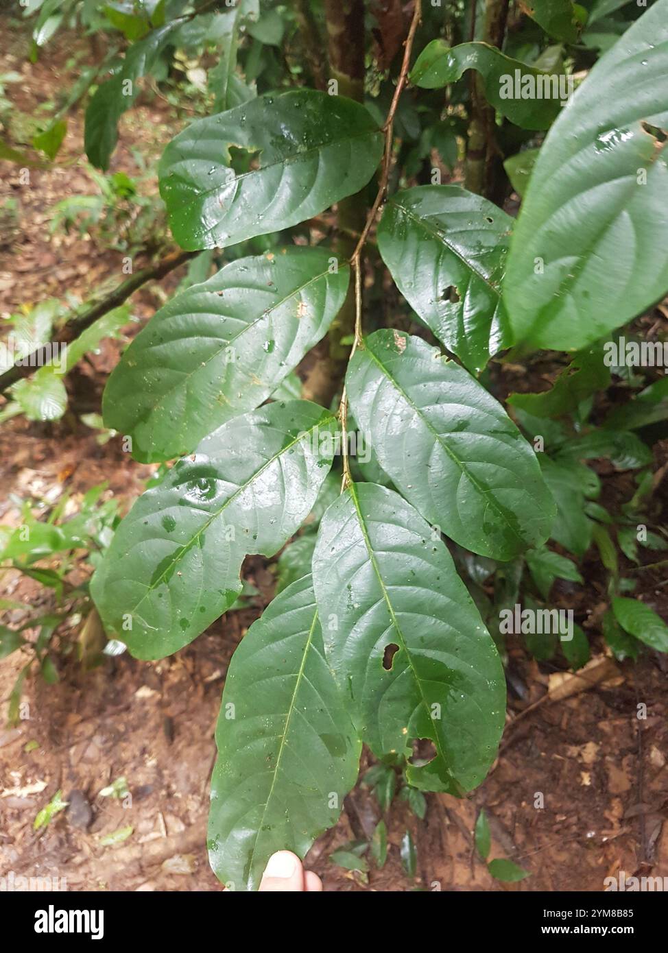 Ryania hi-res stock photography and images - Alamy