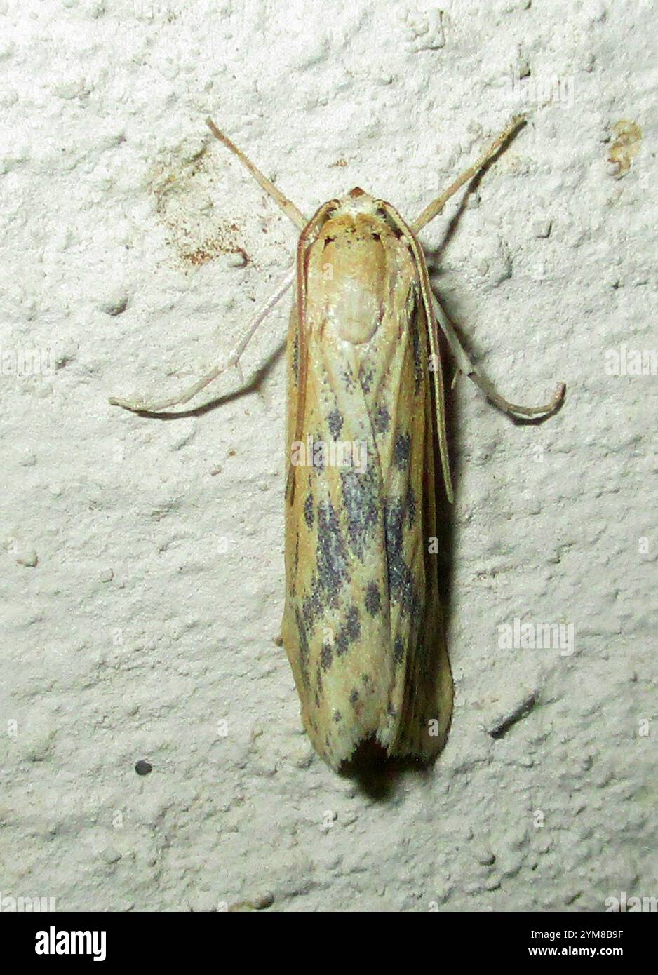 Crambid Snout Moths (Crambidae Stock Photo - Alamy