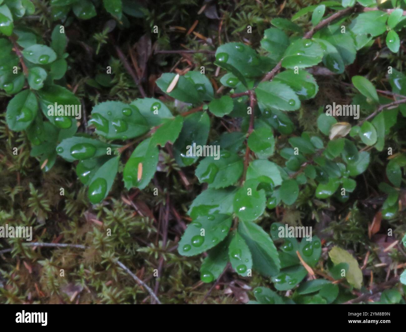 Oregon Boxwood (Paxistima myrsinites Stock Photo - Alamy